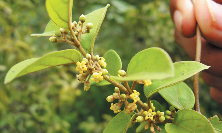 Le Gymnéma - Media India Group