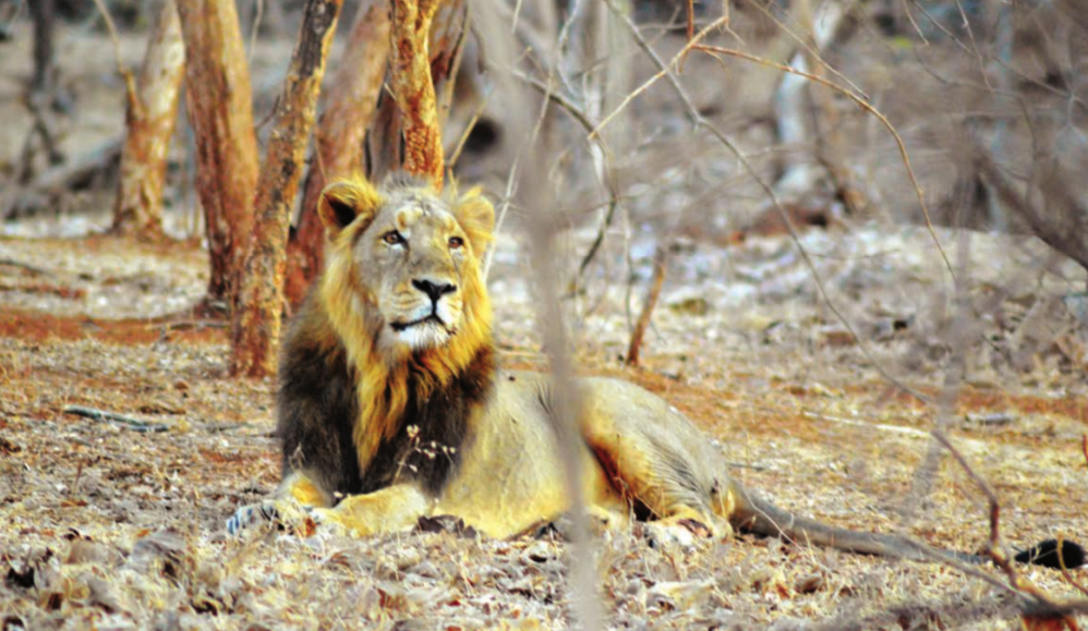 Gir Forest National Park - Media India Group