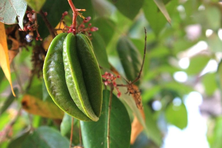 Five native Indian fruits - Media India Group