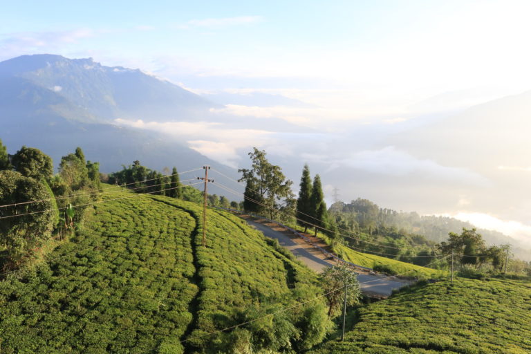 Travel tales from Sikkim’s Temi Tea Estate - Media India Group