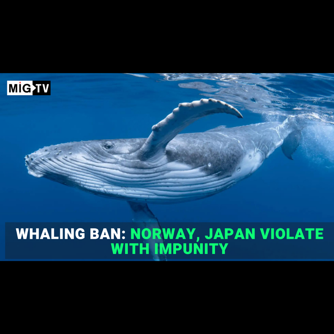 Whaling Ban: Norway, Japan violate with impunity