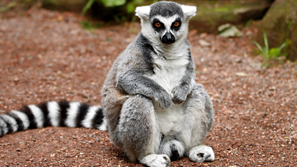 University of Glasgow ties up with Blair Drummond Safari Park to study ...
