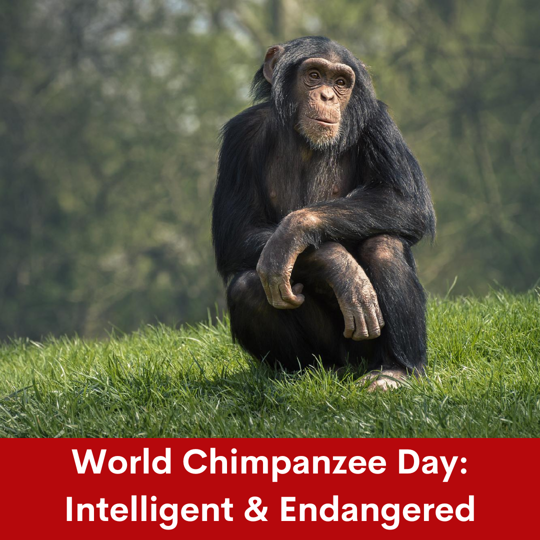 World Chimpanzee Day: Intelligent & Endangered - Media India Group