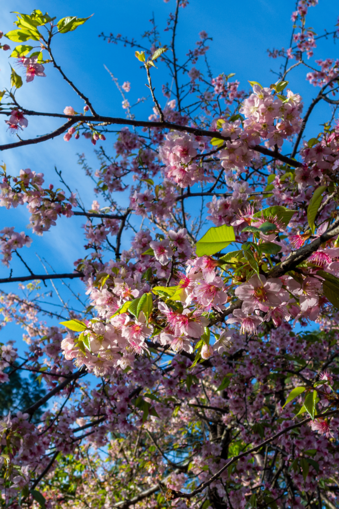 Top places to see winter Cherry blossoms in India this season - Media ...