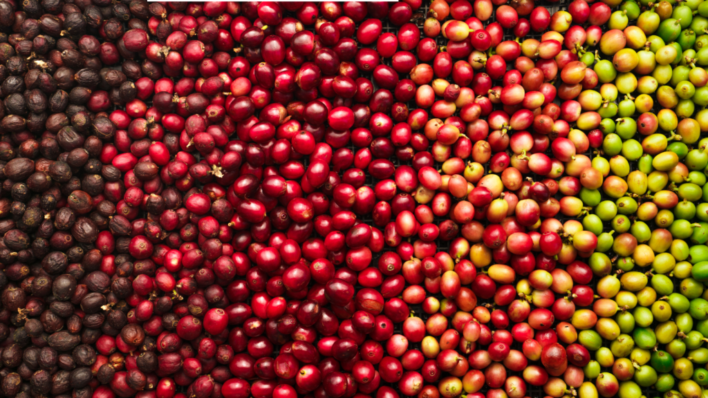 From Bean to Brew: Coffee story of Karnataka