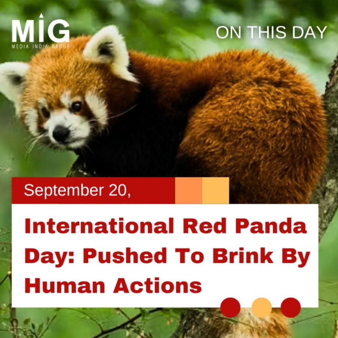 International Red Panda Day: Pushed to Bring by Human Actions - Media ...